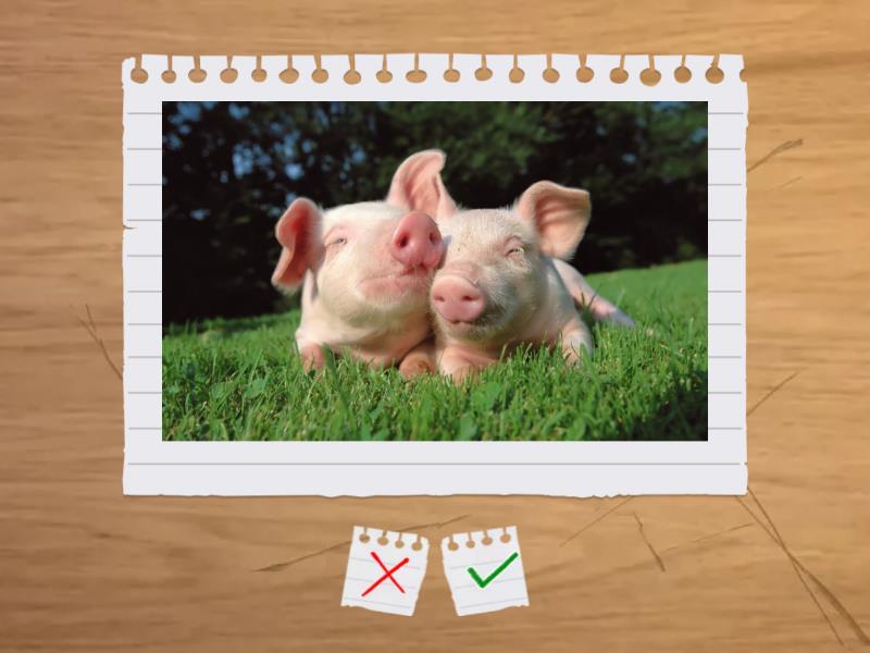 Mammals - Flash cards