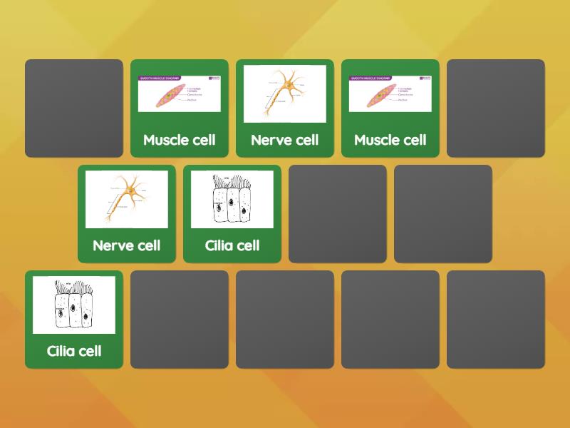 Animal and Plant Cells - Matching pairs