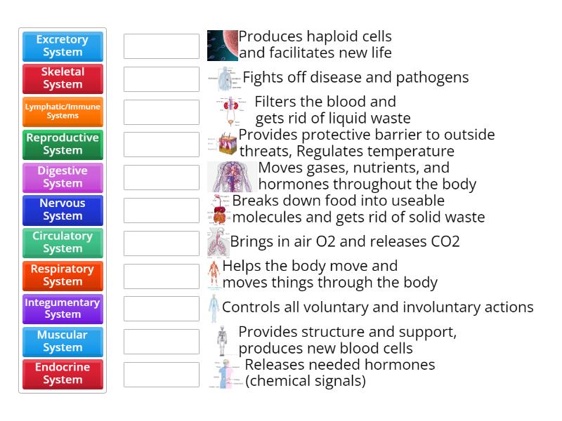 Body Systems and Functions - Match up