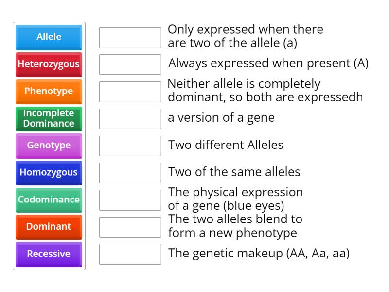 Heredity Vocabulary - Match up