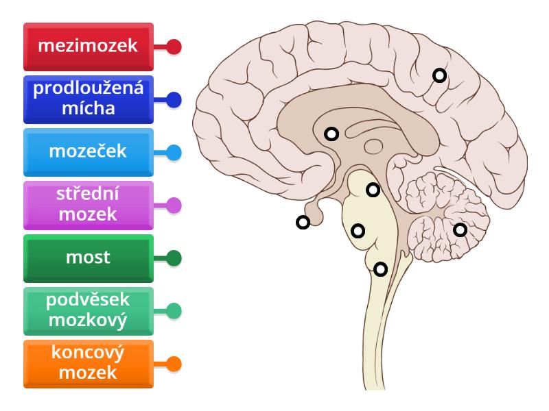 Stavba mozku - Labelled diagram