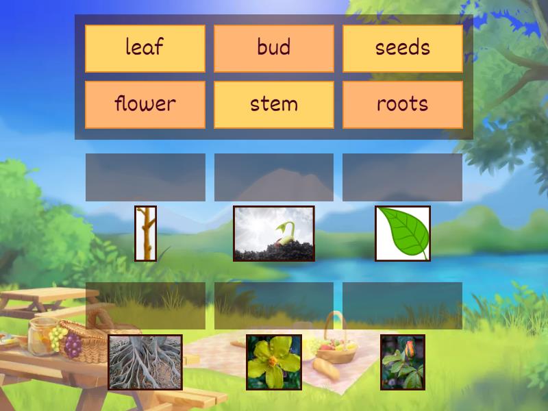 Parts of plants - Match up