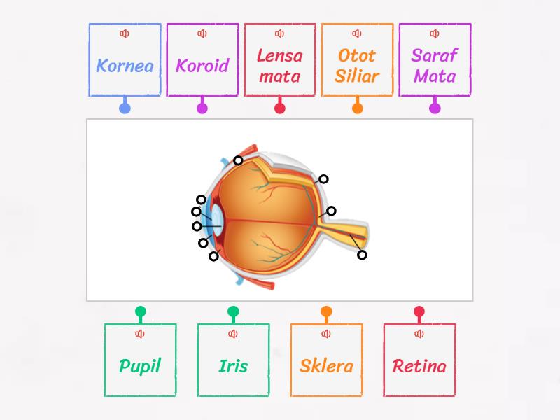 Anatomi Mata - Labelled diagram