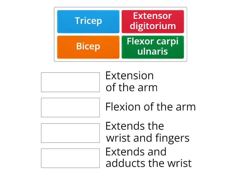 Arm muscle movements - Match up