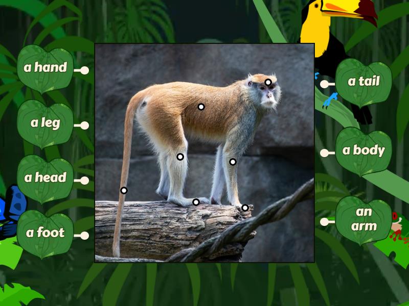 body parts animals - Labelled diagram