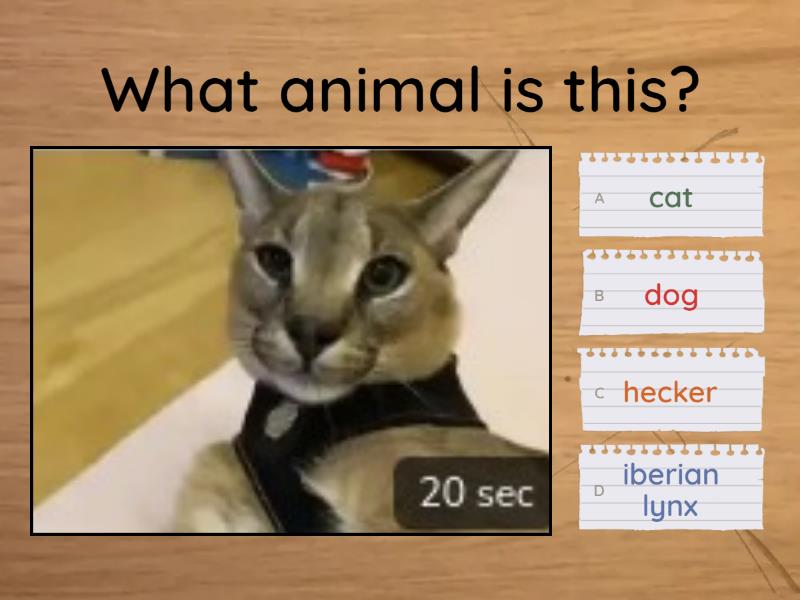 grade 6 animal wordwall - Quiz