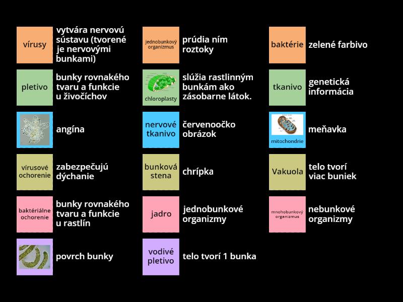 bunka, od bunky k organizmu - Unscramble