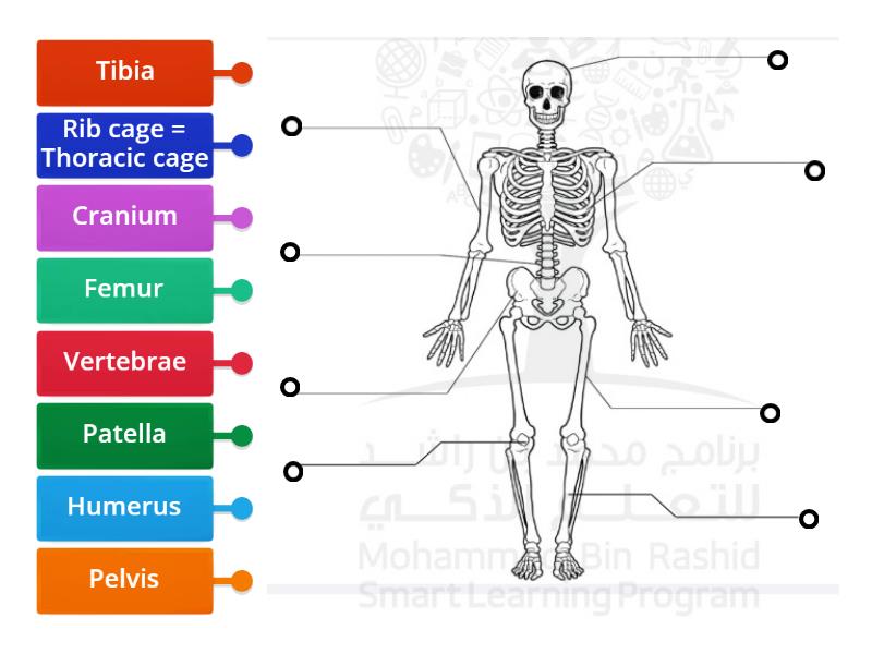 Label the skeleton - Labelled diagram
