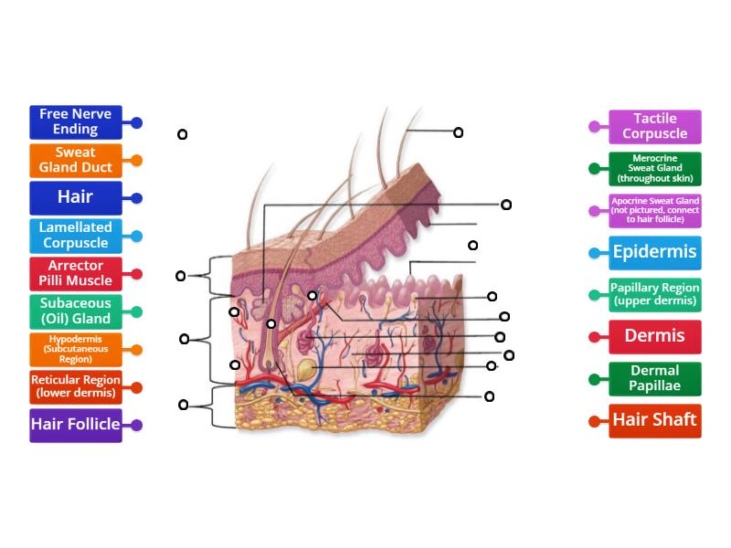 Regional Areas of the Skin & Accessory Structures - Labelled diagram