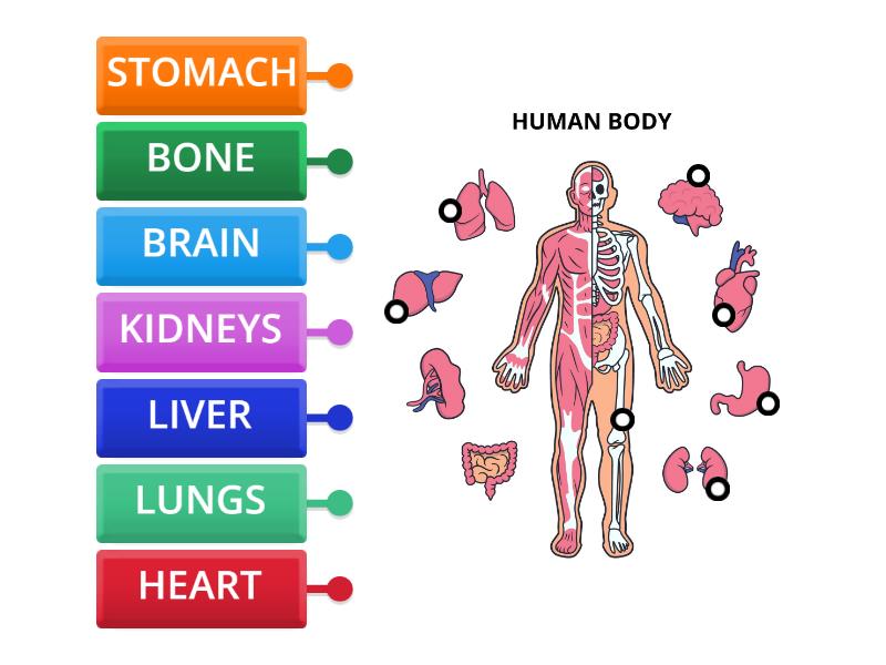 HUMAN BODY - Labelled diagram