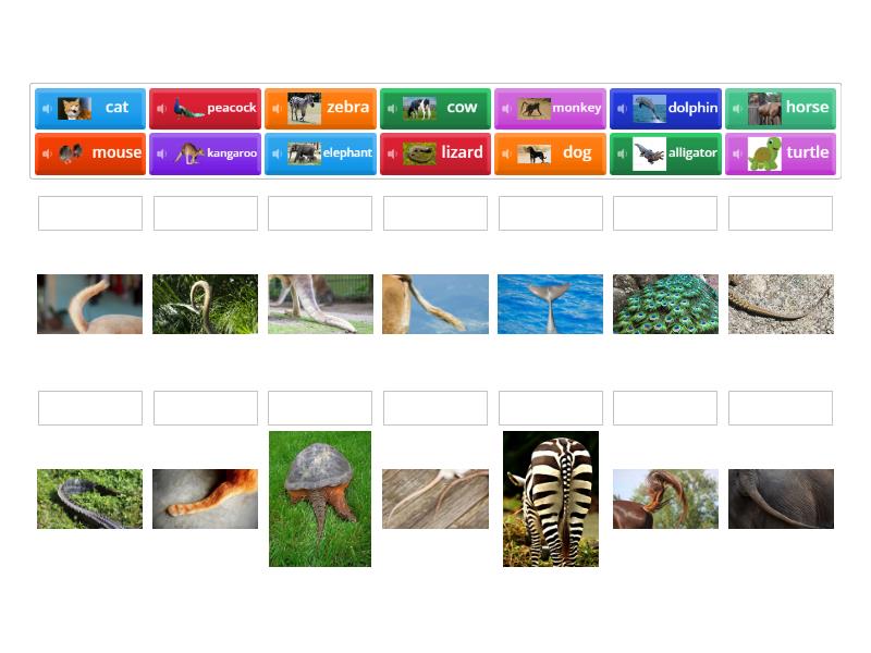 Whose tail is it ? - Match up