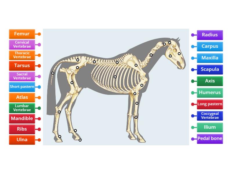 Equine Skeleton - Labelled diagram