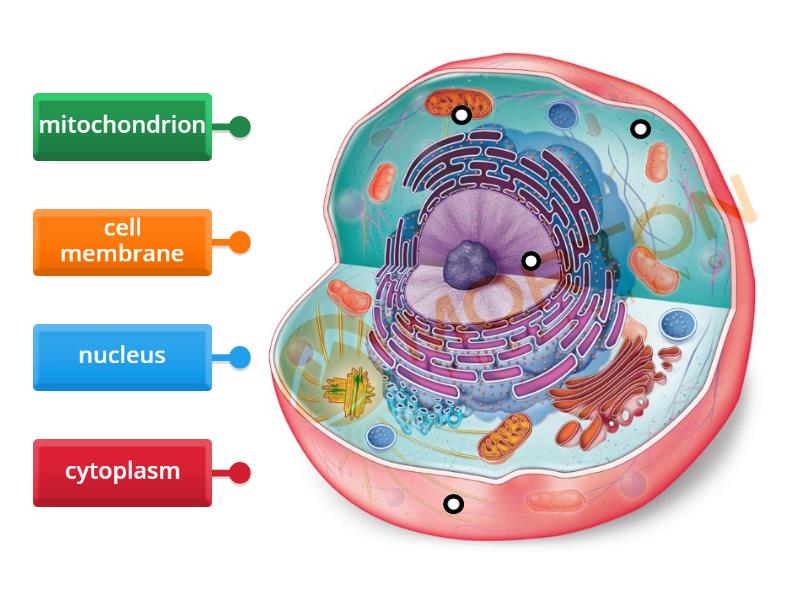 Label Animal Cell - Labelled diagram