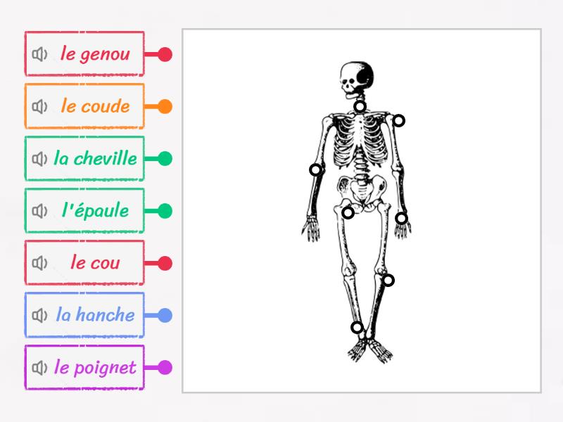 SCIENCES : le squelette des animaux - les articulations - Labelled diagram