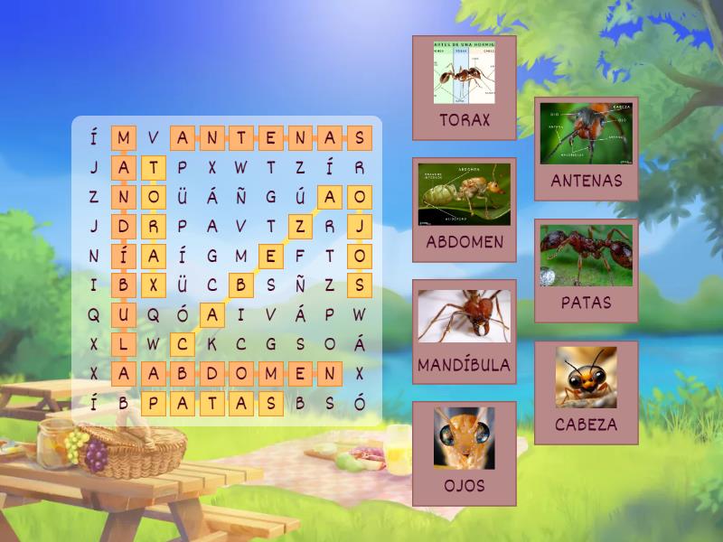 PARTES DE LA HORMIGA - Sopa de letras