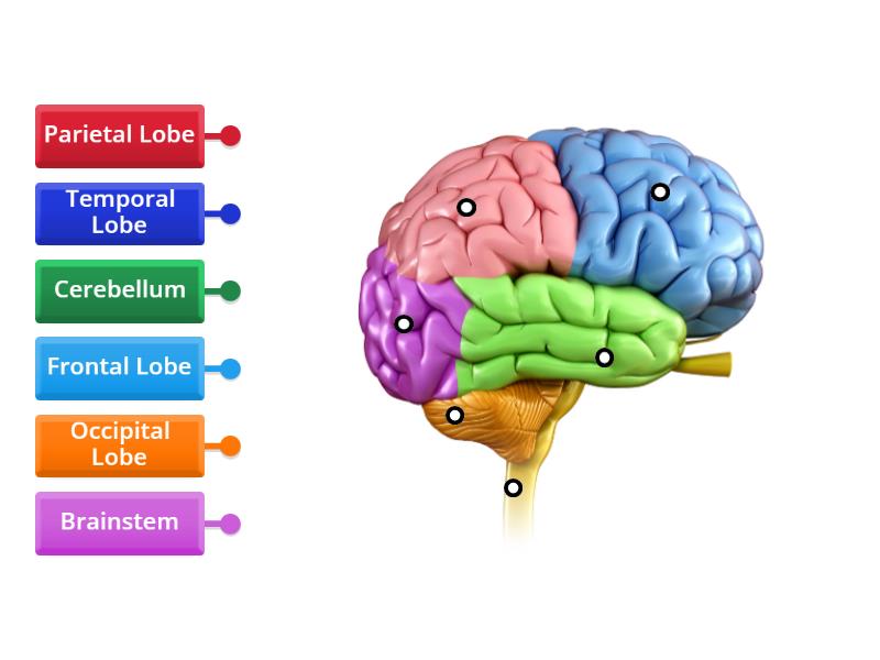 Diagram of the Brain- LABEL - Labelled diagram