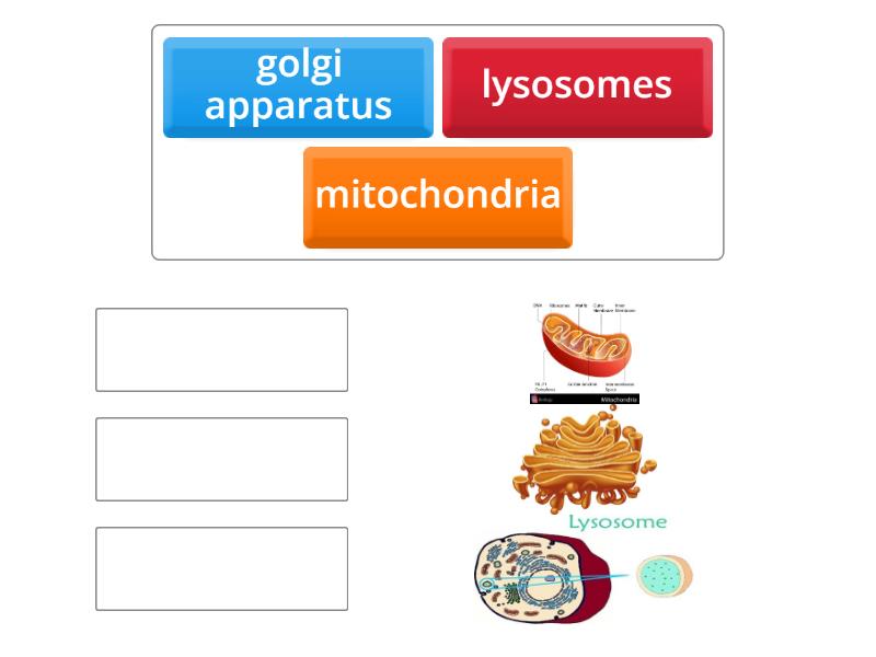structure of animal cell - Match up