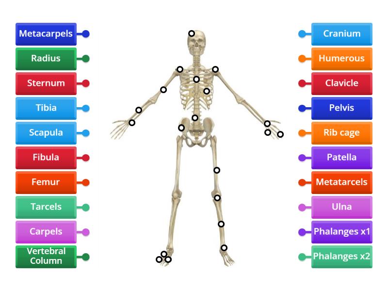 Skeletal system PE shortcourse - Labelled diagram