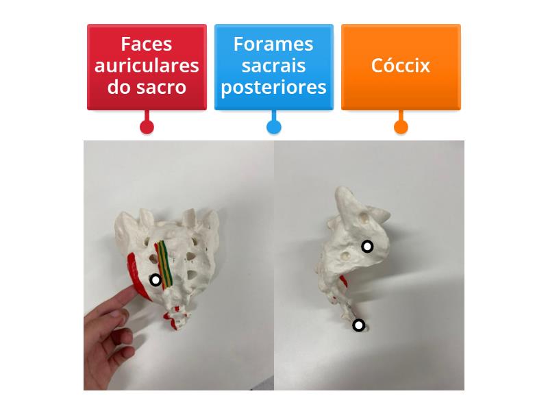 sacro posterior e lateral - Labelled diagram