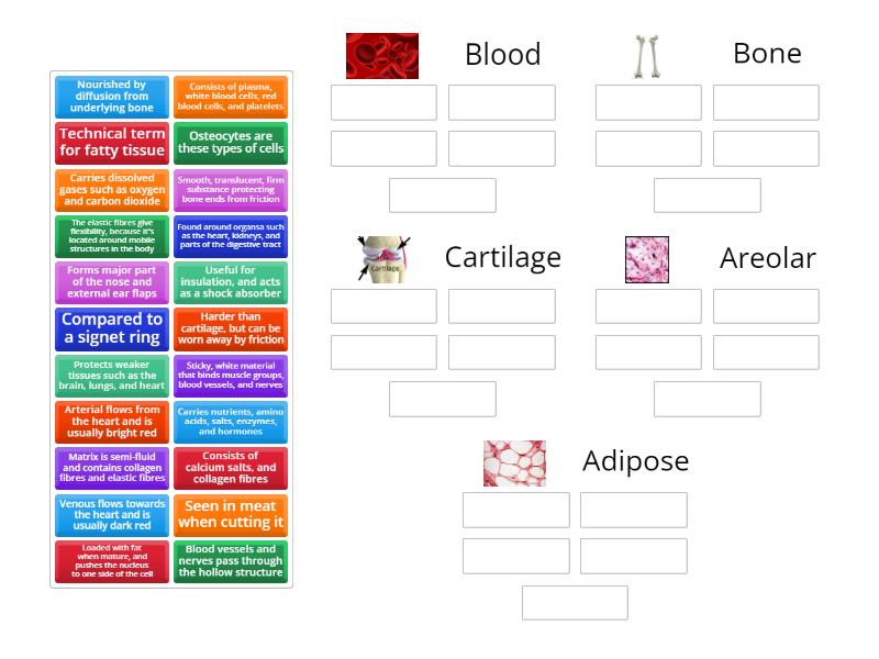 Connective Tissue - Group sort