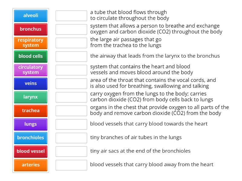 Circulatory System - Match up