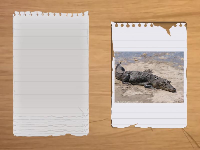 Name the animal - Speaking cards
