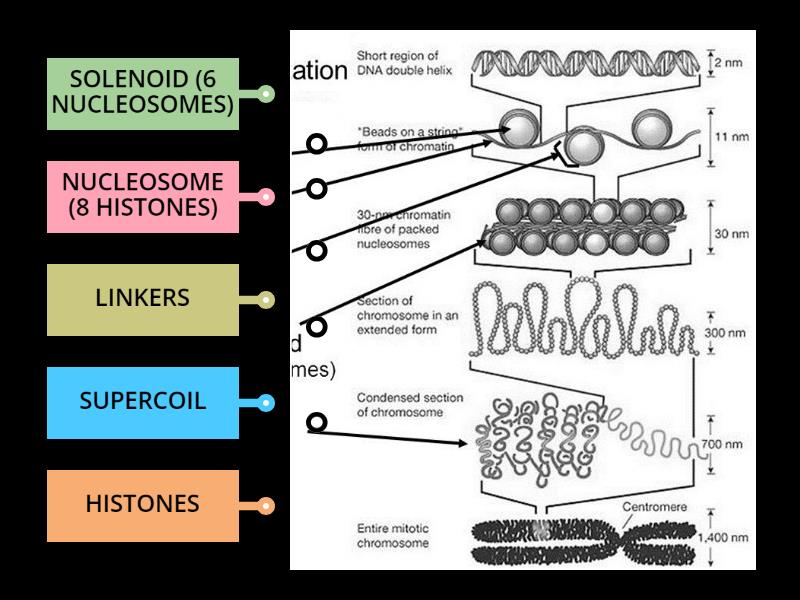 ACTIVITY 2 Chromosome Tell and Show - Labelled diagram