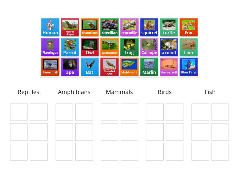 Mrs. Cook's Animal Classification - Group sort