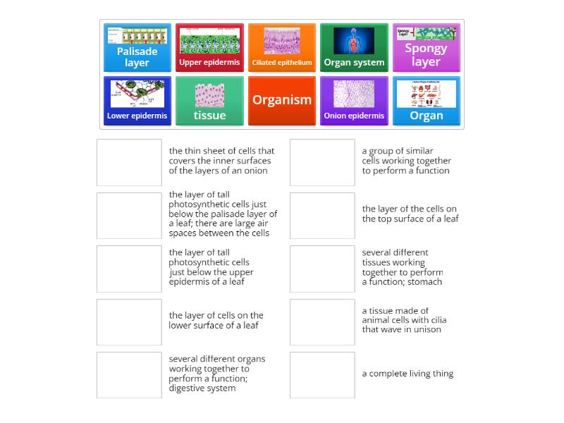 Y7 1.4 Key Terms - Tissues, Organs and Organ Systems - Match up