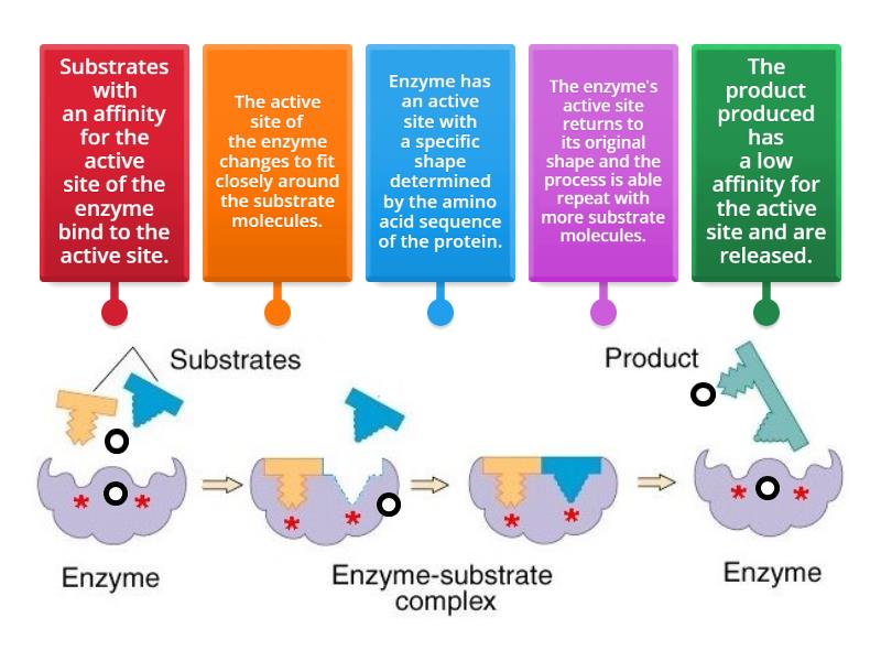 Induced Fit Diagram - Labelled diagram