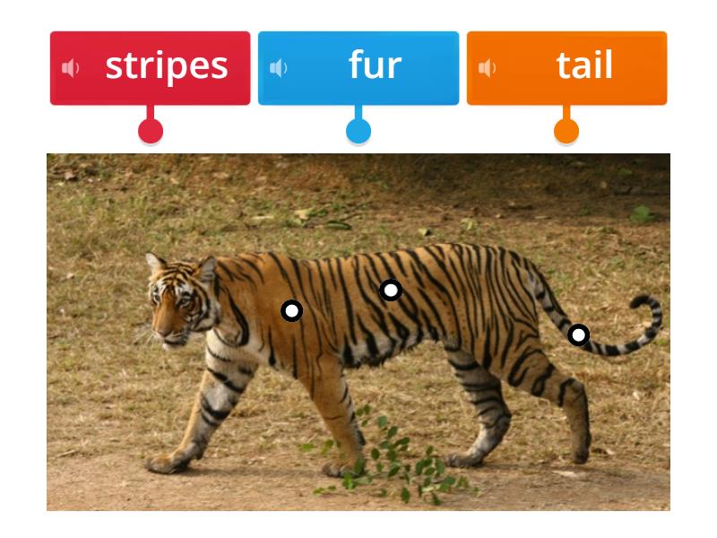 Animals' body parts Tiger - Labelled diagram