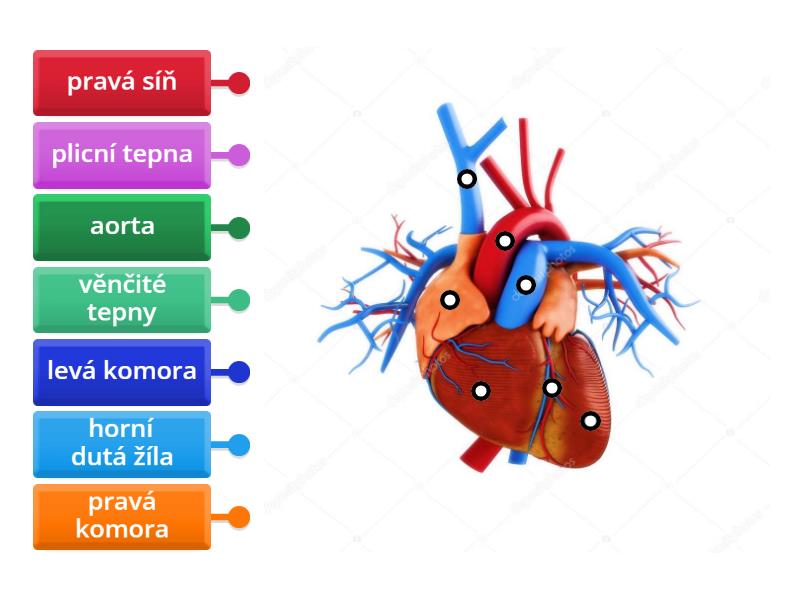 SRDCE STAVBA 2 - Označený diagram