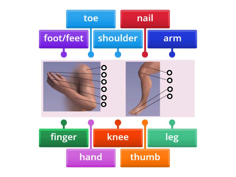 Parts of the body: Arm and leg - Imagem com legenda