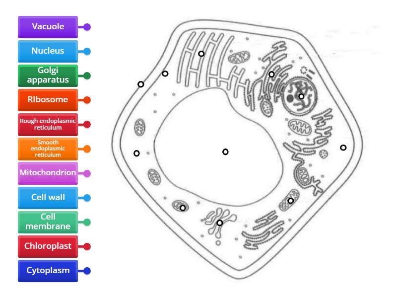 Diagram of a plant cell (level 1) [Pure Biology] - Labelled diagram