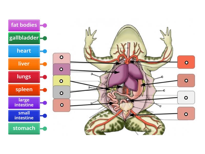 Frog Internal Organs - Labelled diagram