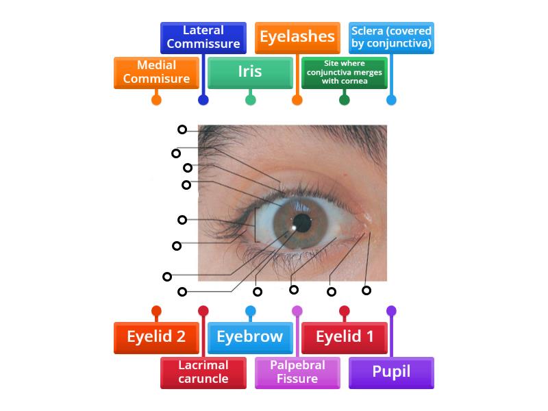 Lab 3b - Labelled diagram
