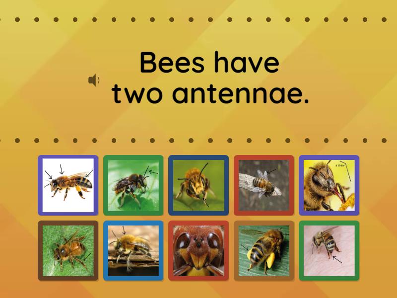 Counting with Bees - Find the match