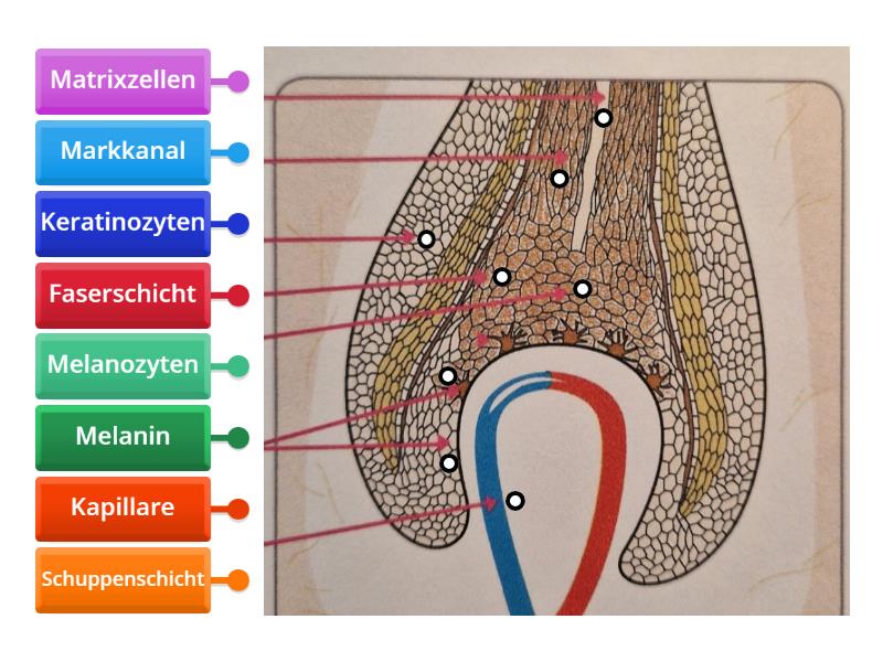Follikel - Labelled diagram