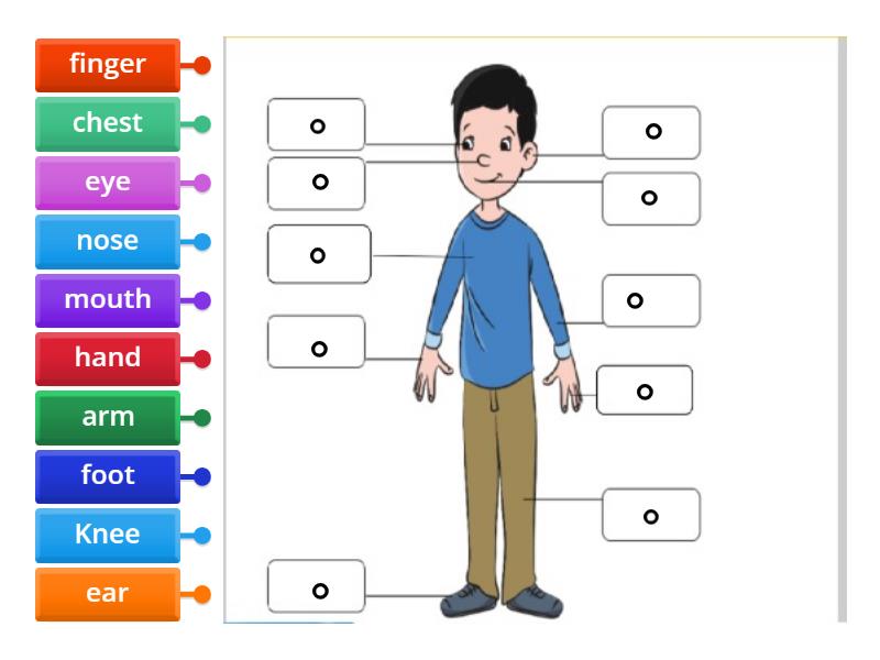 Science- Grade 1 - Human Body - Labelled diagram