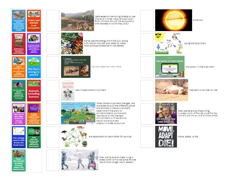 Physical (Structural) Adaptations part 2 - Match up