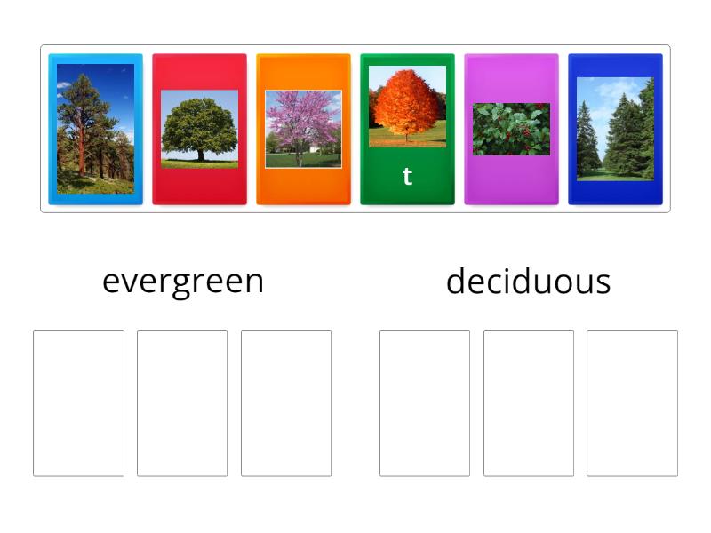 deciduous or evergreen trees - Group sort