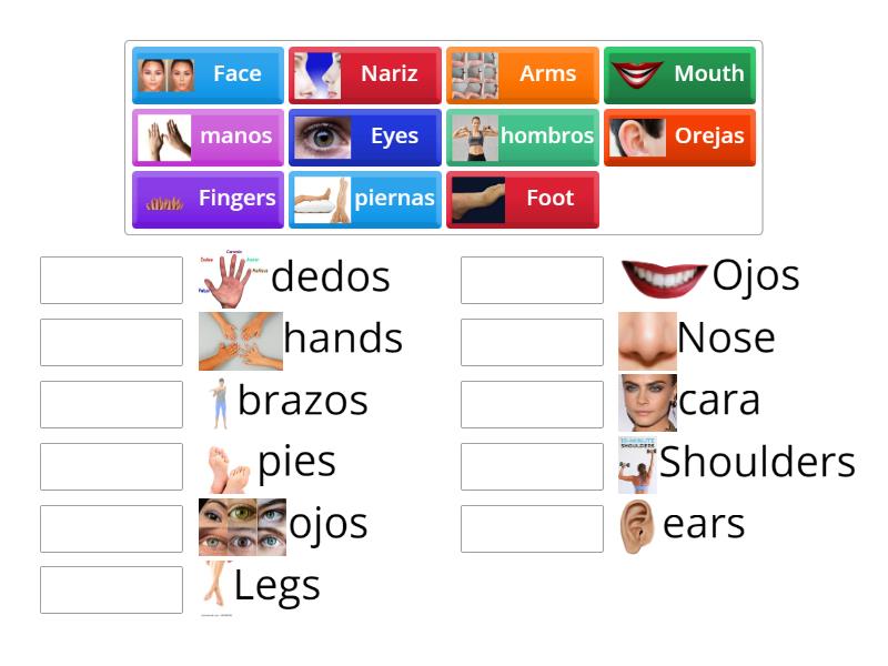 Parts of the body - Match up