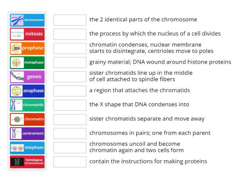 Mitosis - Match up