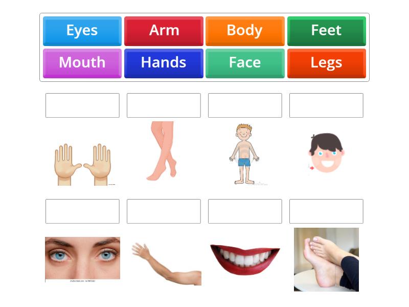Body parts - Match up