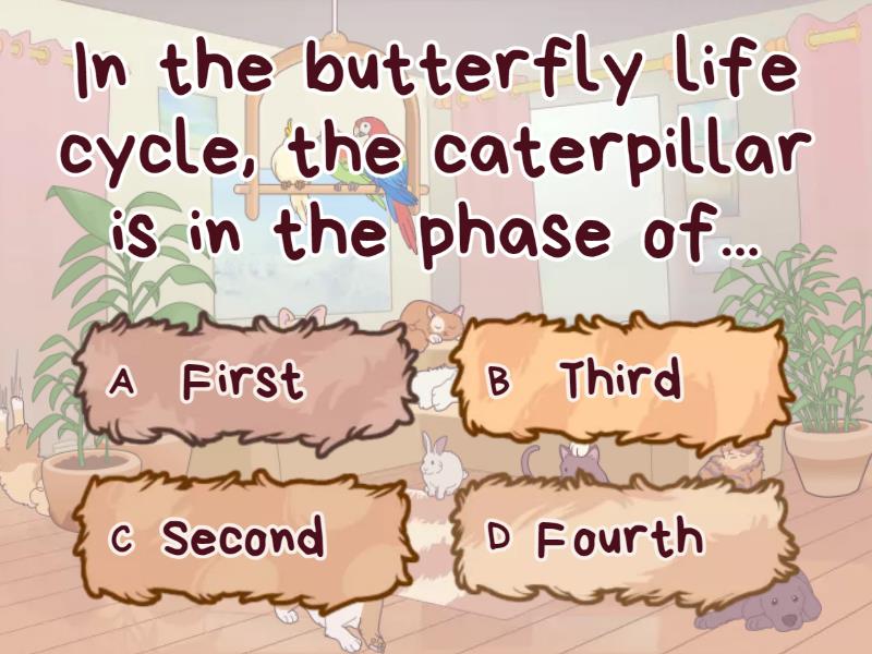 Animal life cycle - Quiz