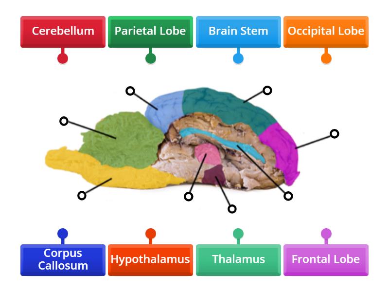 Sheep Brain Internal View - Labelled diagram