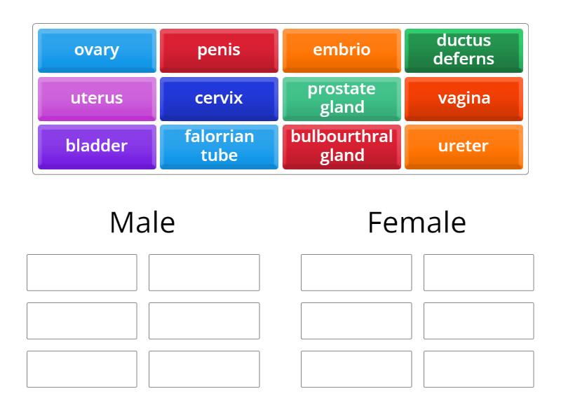male & female reproductive systems - Group sort
