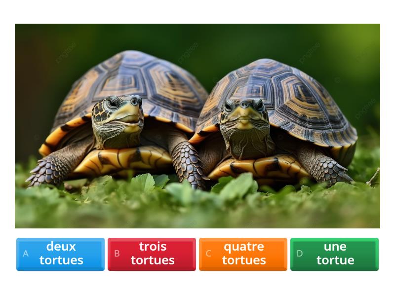 Les animaux domestiques 4 - Quiz