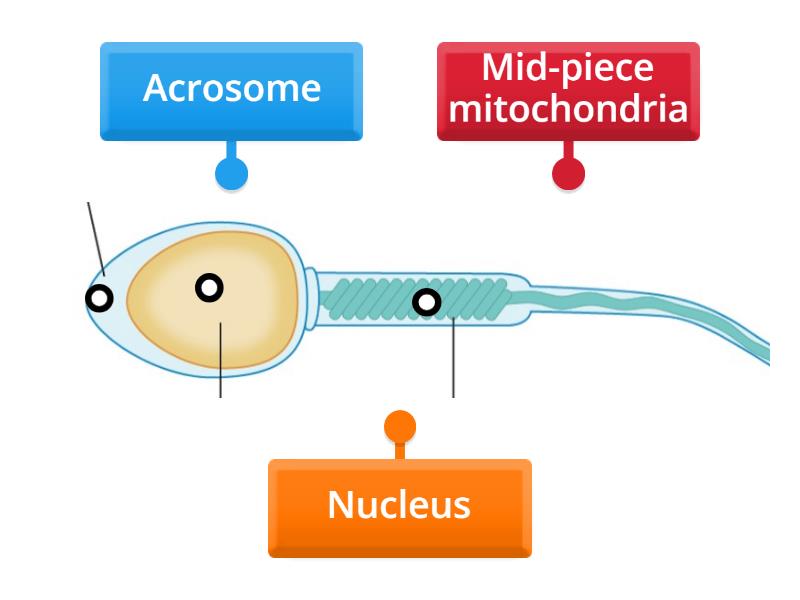 Sperm cell - Labelled diagram