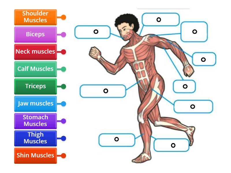Muscles - Labelled diagram